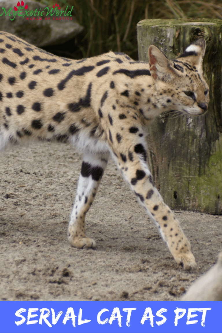 Serval Cat as Pet, Cost, Facts,Videos and Adoption