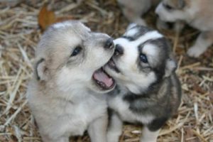 Baby Wolves: All About Diet, Names, Puppies and Pictures | My Exotic World