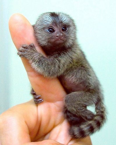 What is Finger Monkey? Pocket Monkeys - Cost and Diet?