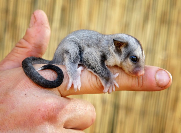 9 Exotic Cool Pets to Own Safely in 2019