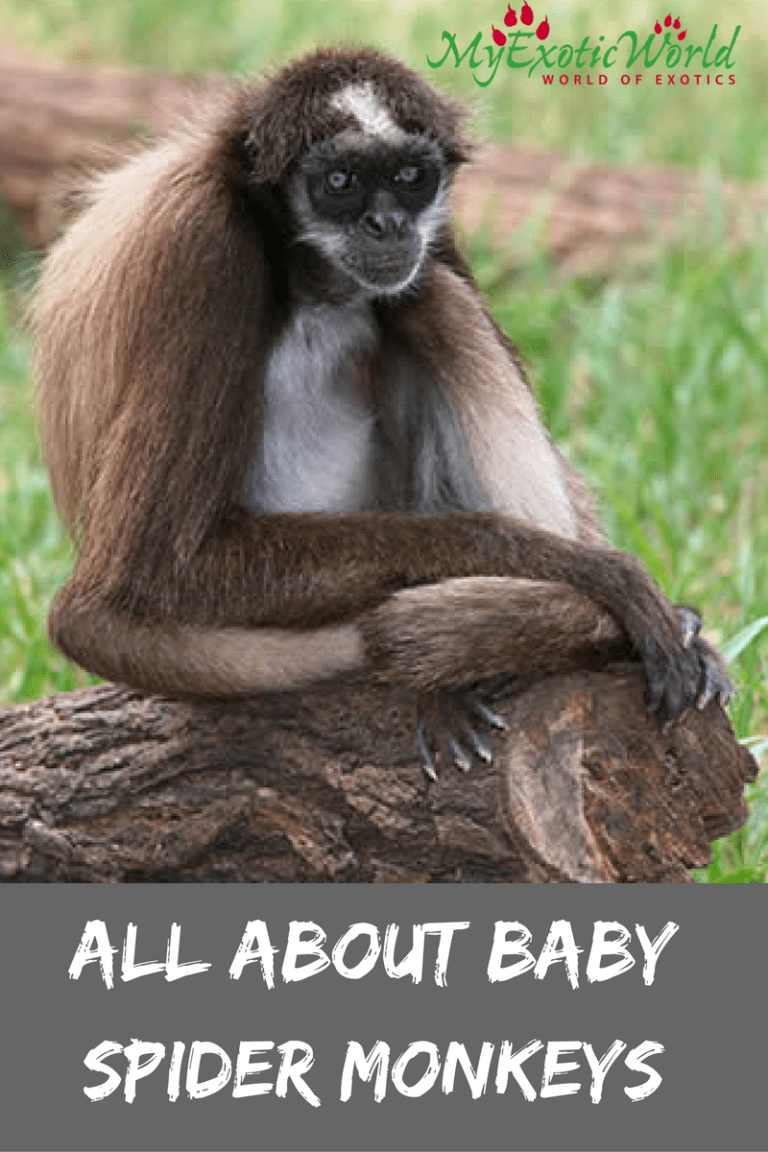 Baby Spider Monkey Facts, Habitat and Diet