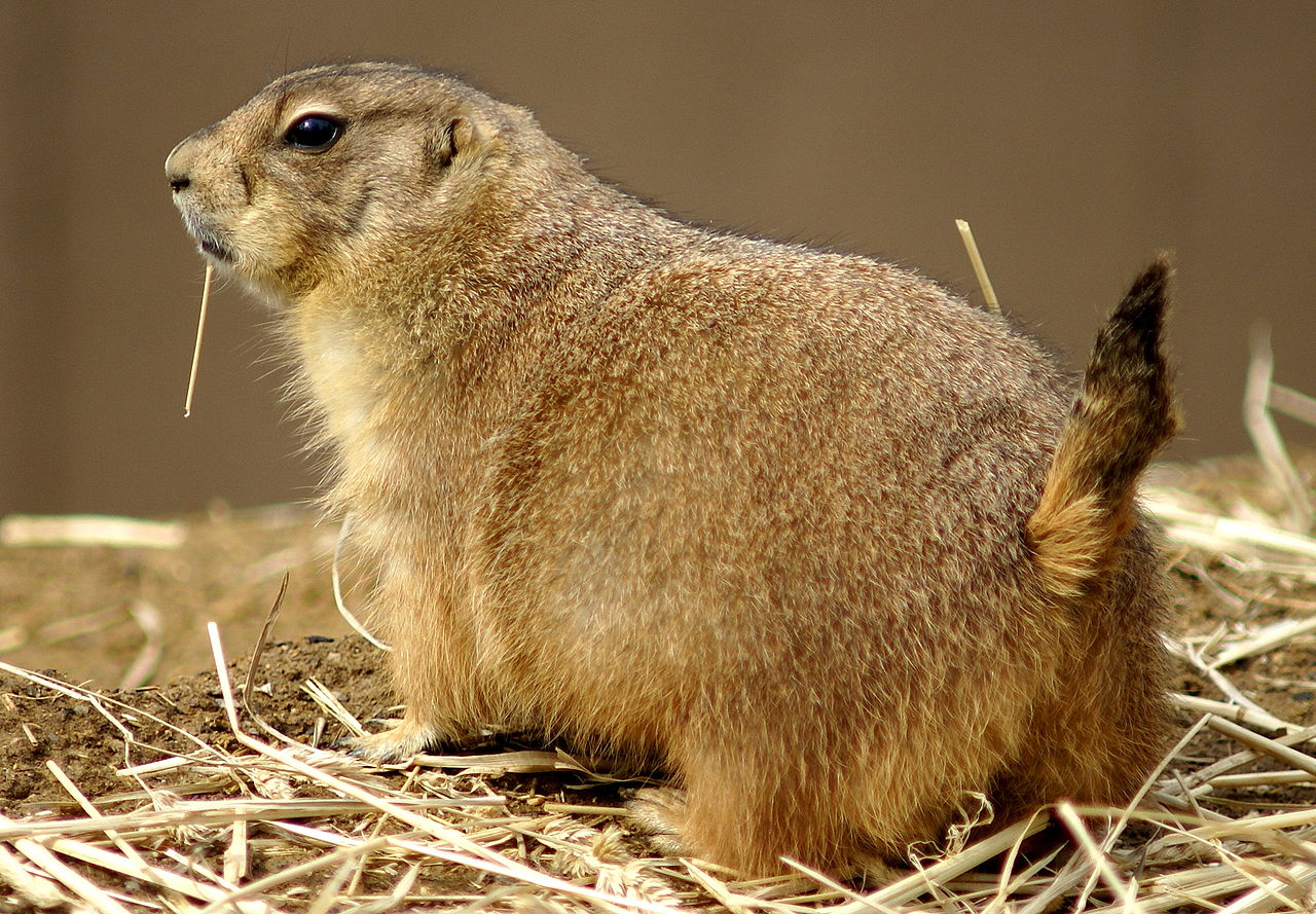 What are Black Tailed Prairie Dogs - Cynomys ludovicianus