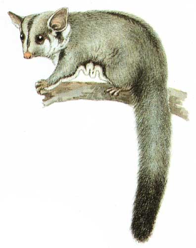 Sugar Gliders as Pets considering Lifespan, Facts, Care and Diet