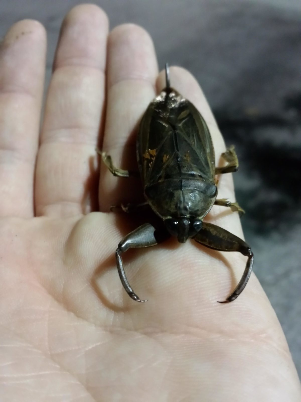 All you need to know about Water Beetle