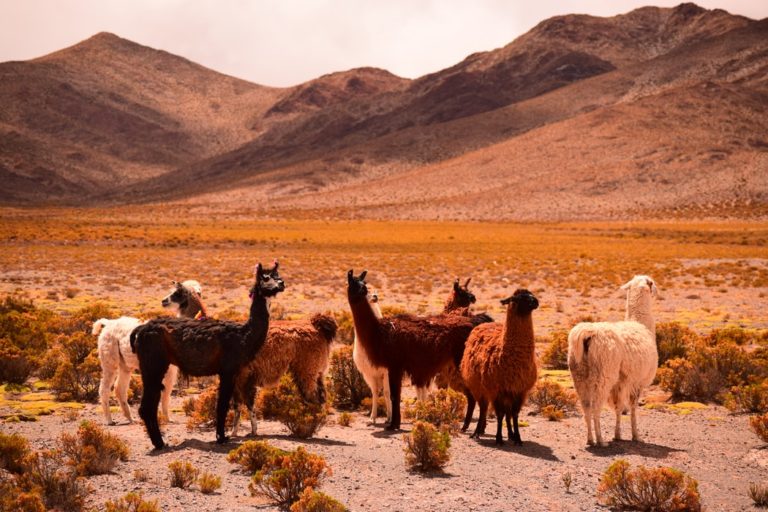 Guide to Baby Llamas: Caring, Feeding, and Development