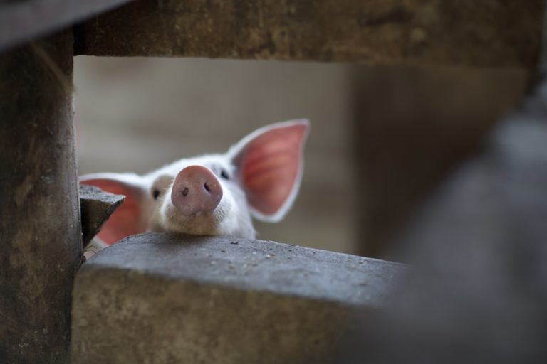 Yorkshire Pigs: Characteristics, Origin, Care, and Meat Production