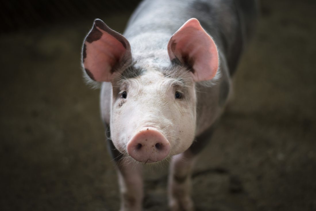 Yorkshire Pigs: Characteristics, Origin, Care, and Meat Production