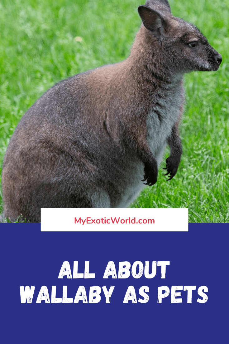 Wallaby as Pets, Species, Facts and their Kangaroo relatives