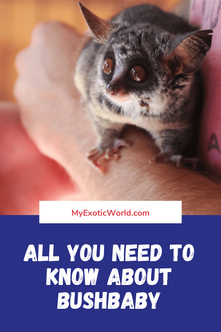 All Exquisite Details About BushBaby as Pet Before Adoption!