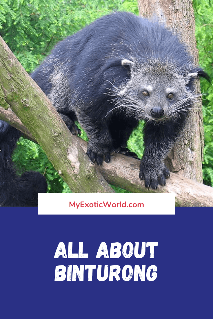 What are binturongs? Are they endangered?