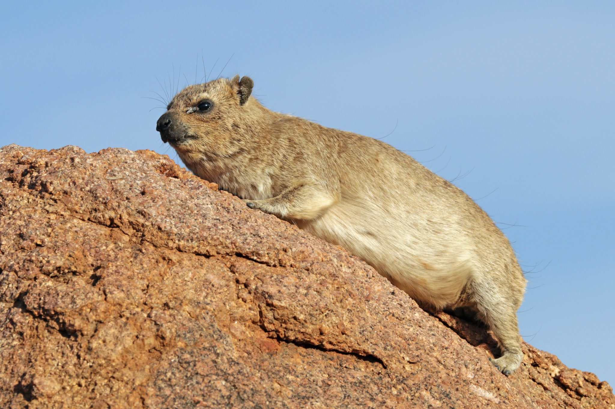 Is Hyrax a Pokemon? What makes this an exotic pet? Read on..