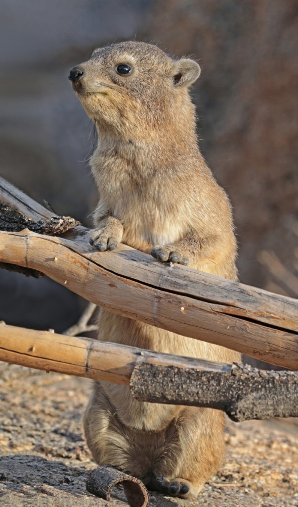 Is Hyrax a Pokemon? What makes this an exotic pet? Read on..