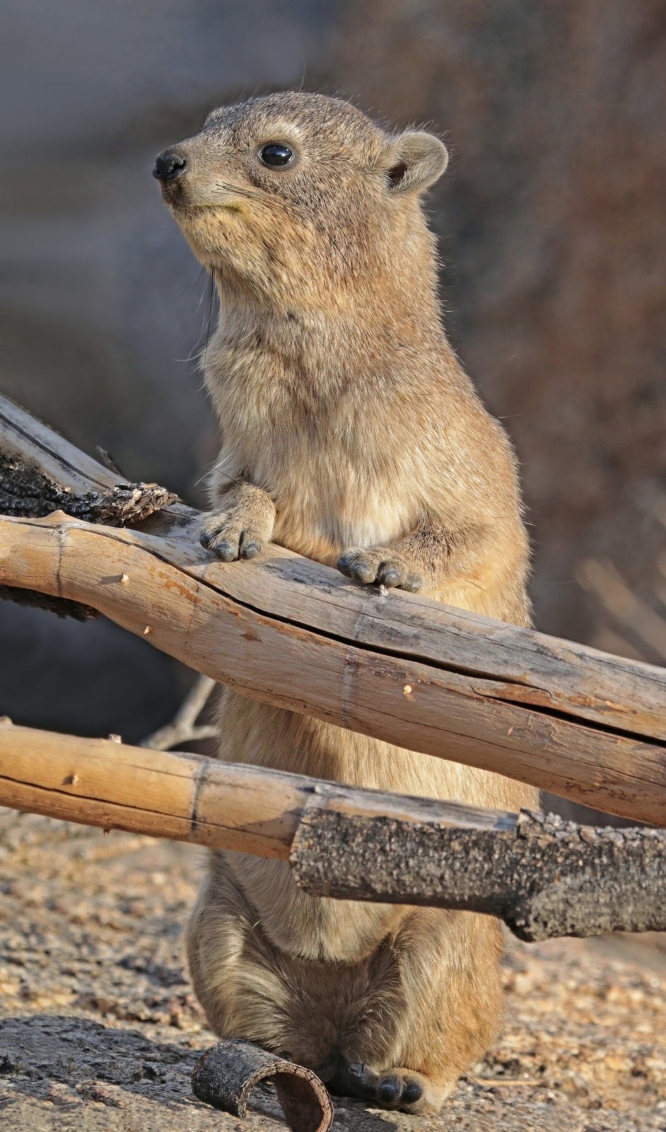 Is Hyrax a Pokemon? What makes this an exotic pet? Read on..