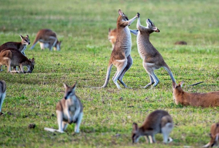 Wallaby as Pets, Species, Facts and their Kangaroo relatives