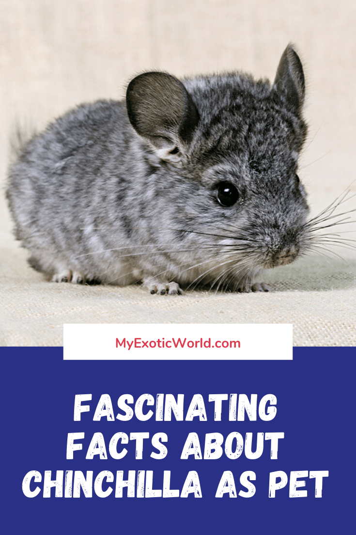 6+ Fascinating facts about Chinchilla as Pet!