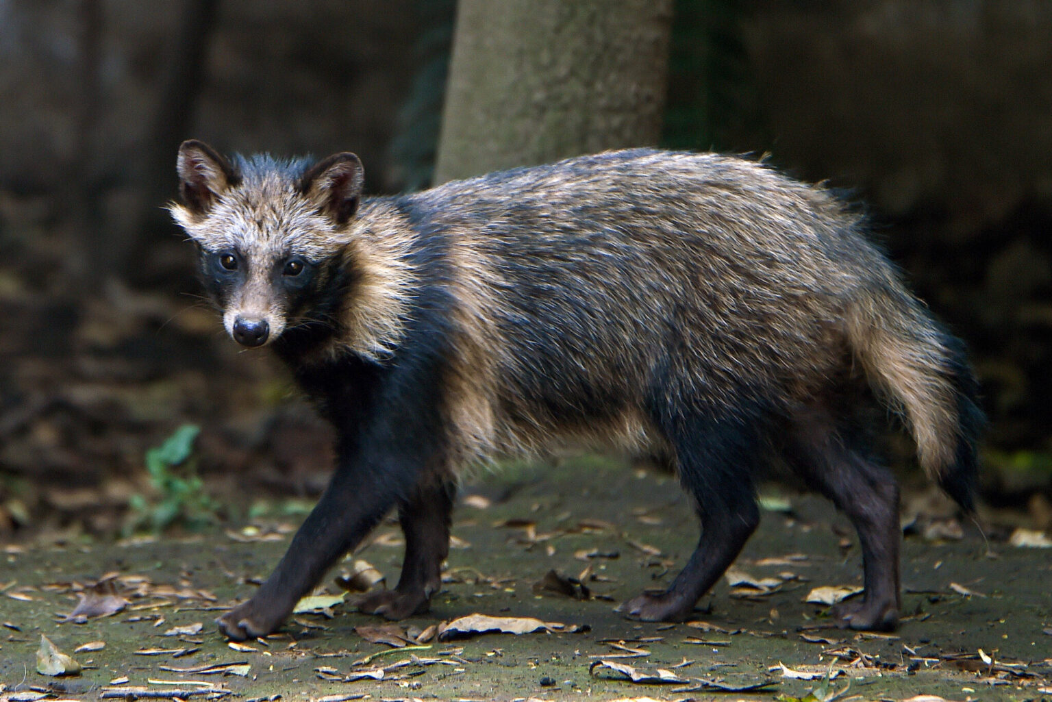 Raccoon Dogs: Exploring Their Habitat, Diet, and Conservation