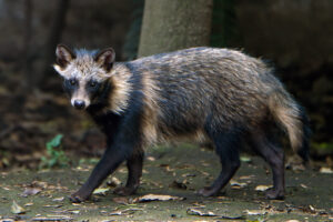 Raccoon Dogs: Exploring Their Habitat, Diet, and Conservation