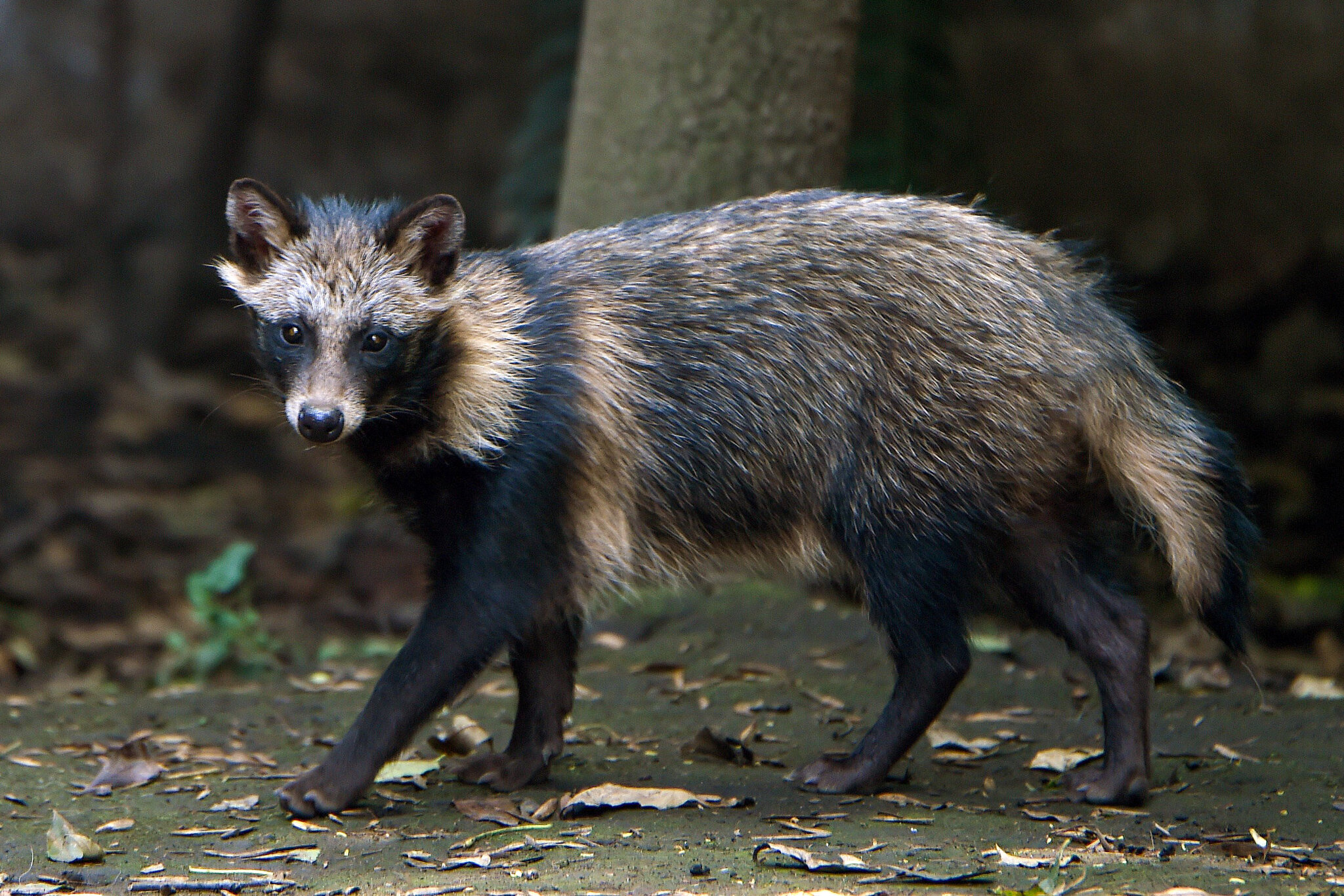Raccoon Dogs: Exploring Their Habitat, Diet, and Conservation